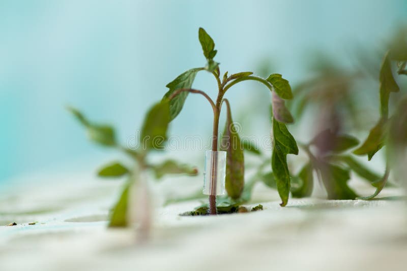 Young Plant Engraftment in Greenhouse. Graft Concretion. Stock Photo ...