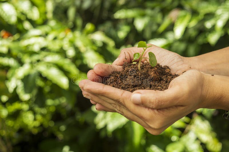Young Plant in Farmers Hand in Focus Stock Photo - Image of horizontal ...