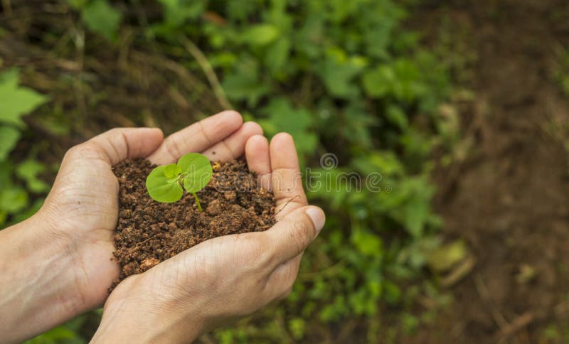 Young Plant in Farmers Hand in Focus Stock Photo - Image of life, food ...