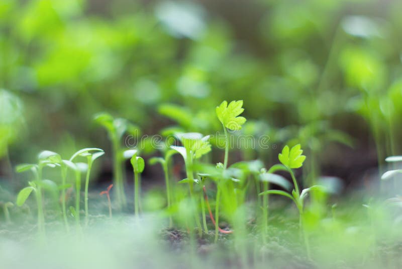 Young plant stock photo. Image of flowers, village, tenderness - 40189458
