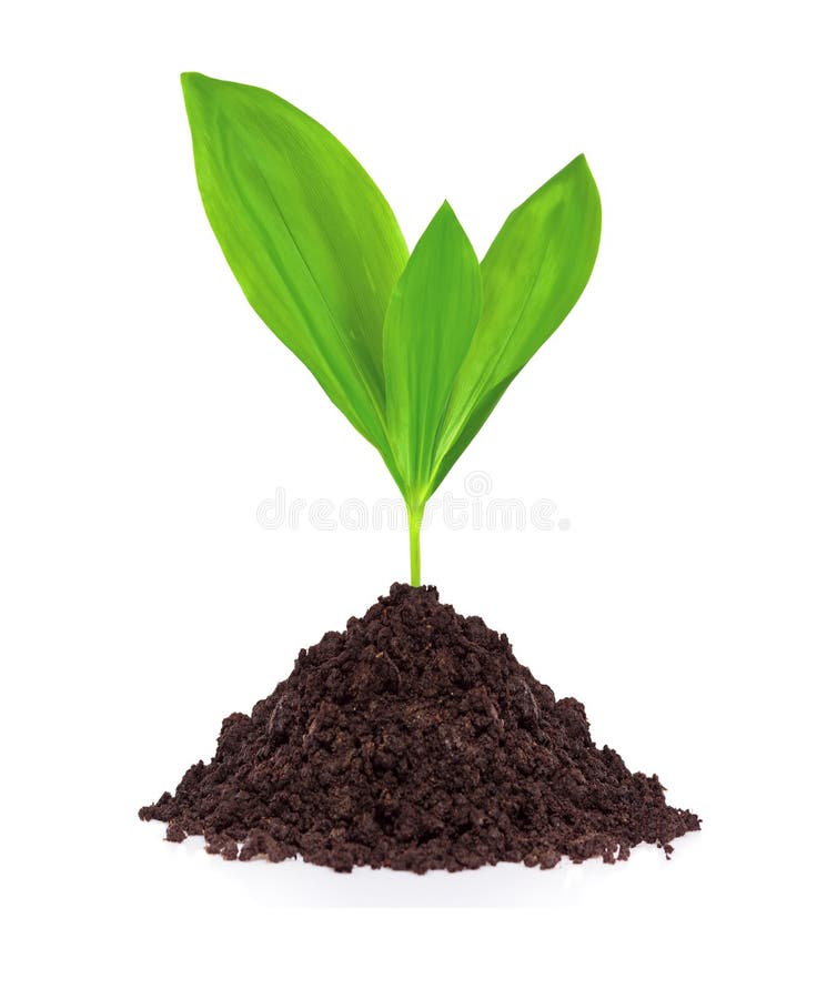 Young Plant in Ground Isolated on White Stock Image - Image of isolated ...