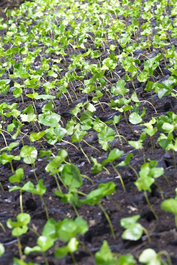 Young plant growing stock image. Image of natural, botany - 94810899