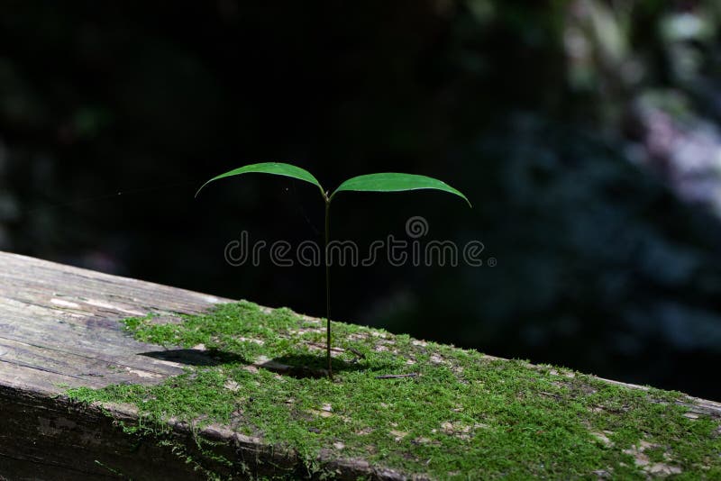 Plant Growing through Timber Stock Image - Image of timber, growing ...