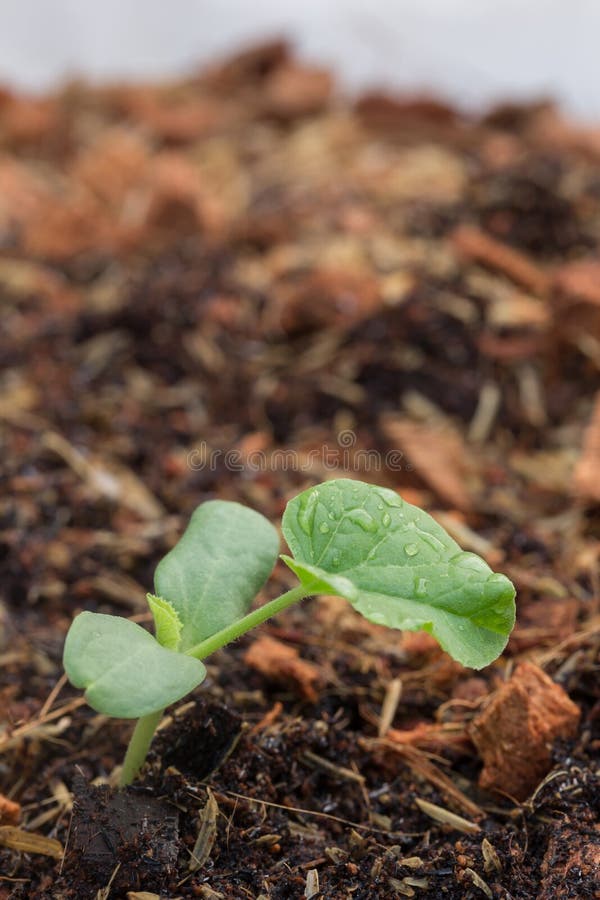 Young plant growing stock image. Image of seedling, life - 73891501