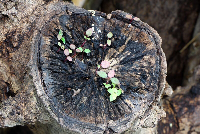 Young Plant Growing on a Dead Tree Stock Photo - Image of growing ...