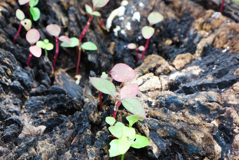 Young Plant Growing on a Dead Tree Stock Photo - Image of tree, start ...