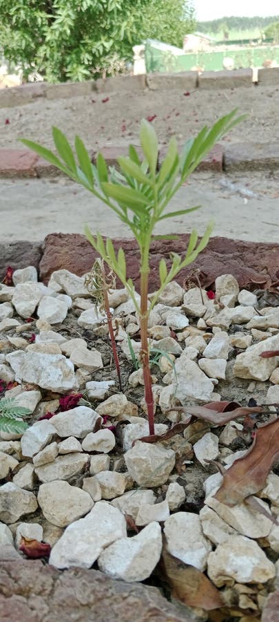 Young Plant Growing in a Garden with Rocky Soil Stock Photo - Image of ...