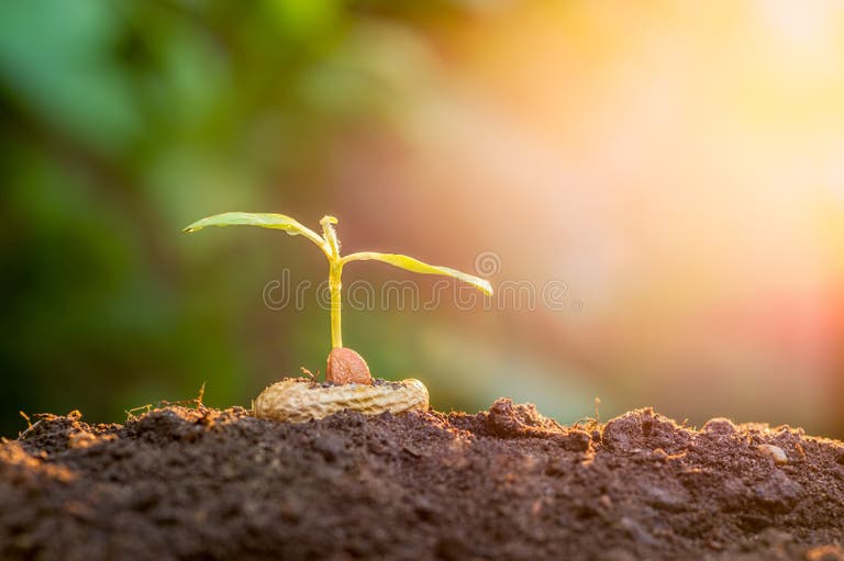 812 Corner Sun Rays Stock Photos - Free & Royalty-Free Stock Photos ...