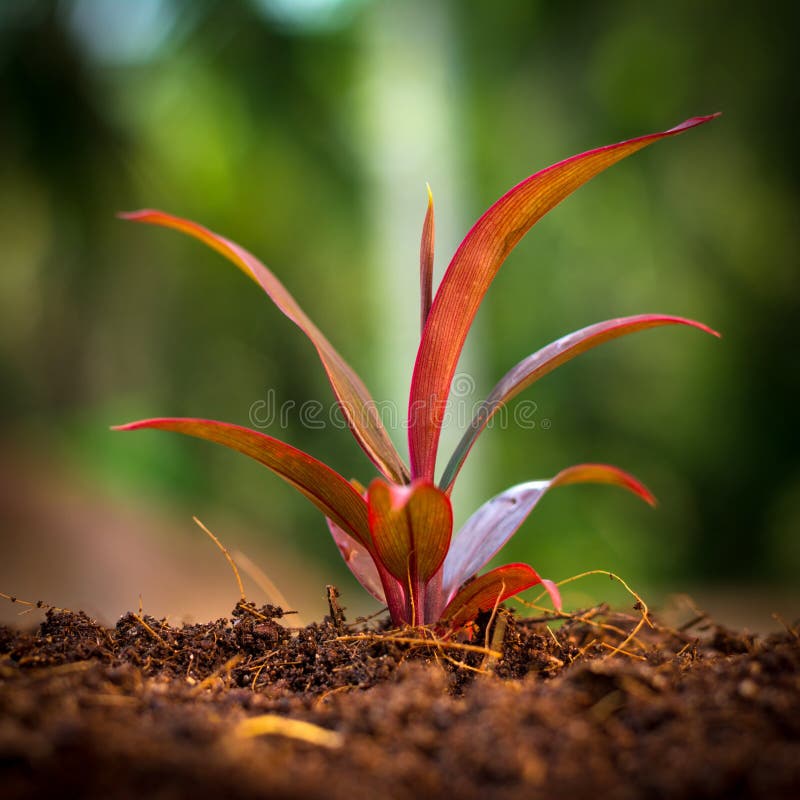 Young plant stock photo. Image of season, botany, growing - 46038526