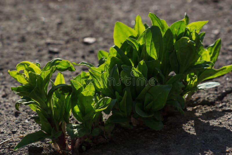 Young Plant Growing through the Ground, Hope Concept Stock Photo ...