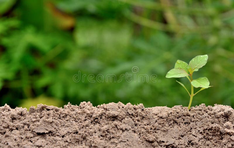 Agriculture Environment on Nature Growing Step Concept Stock Photo ...
