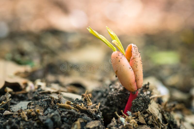 Young plant growing stock image. Image of ground, seedling - 95941175
