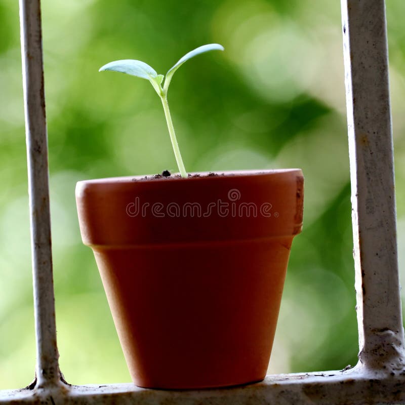 Young Plant Growing in a Pot Stock Image - Image of green ...