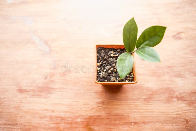 Young Plant Growing in Small Square Shape Pot with Space on Orange ...