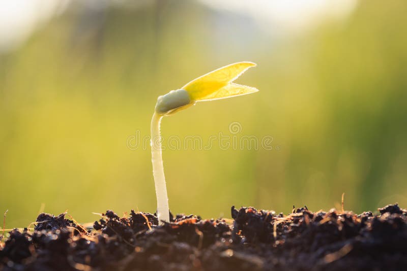 Young Plant Growing on Soil Stock Photo - Image of young, beginning ...