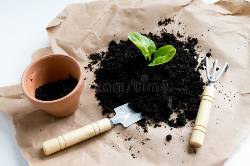 Young Plant Growing in Soil with Gardening Tools on Brown Paper ...