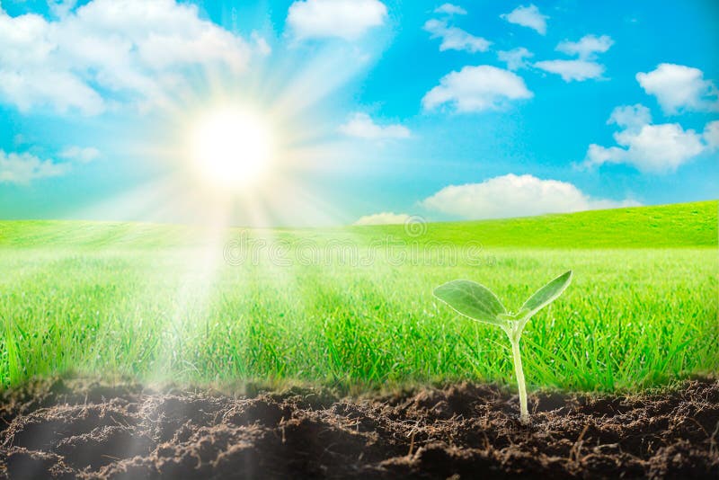 Young Plant Growing on Soil in Sunlight Stock Photo - Image of plant ...