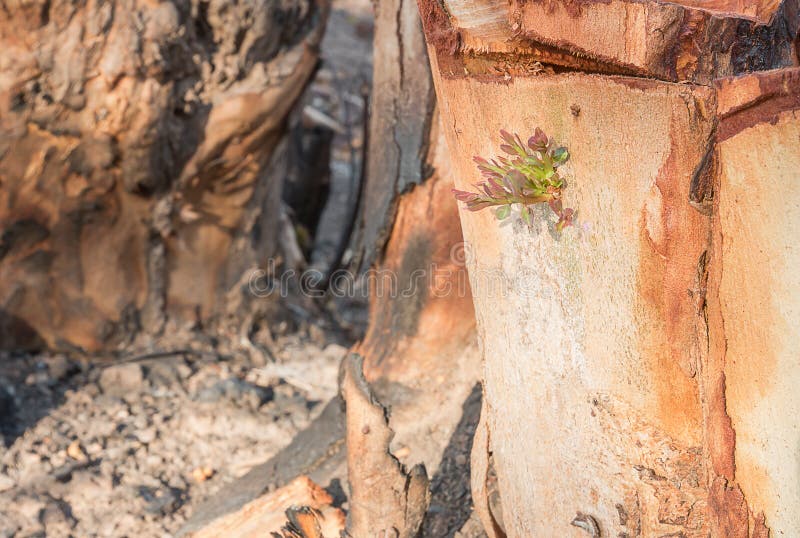 Young Plant Growing from Stump Stock Photo - Image of small, concept ...