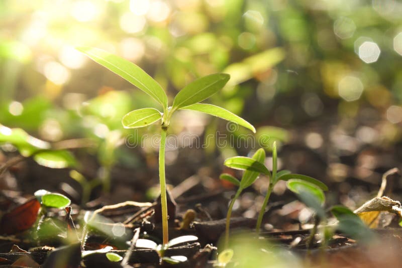 Young Plant Growing in Sunlight Stock Image - Image of plant, concept ...