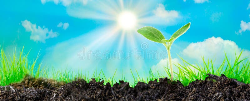 Young Plant Growing in Sunlight. Agriculture Spring Concept Stock Image ...