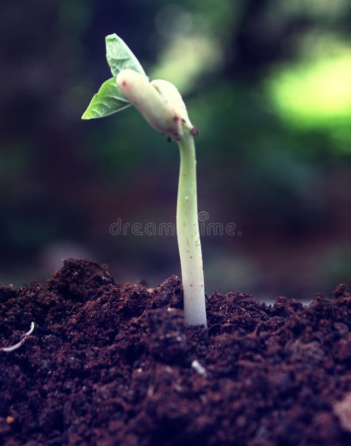 Plant Growth-Stages Of The Plant Development Stock Photo - Image of ...