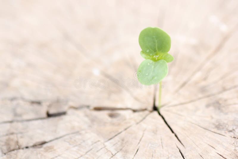 New Life Concept with Seedling Growing Sprout Tree. Stock Photo - Image ...