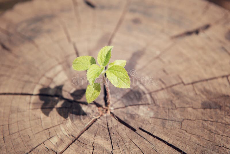 Young Plant Growing on Tree Stump, Hope Concept Stock Image - Image of ...