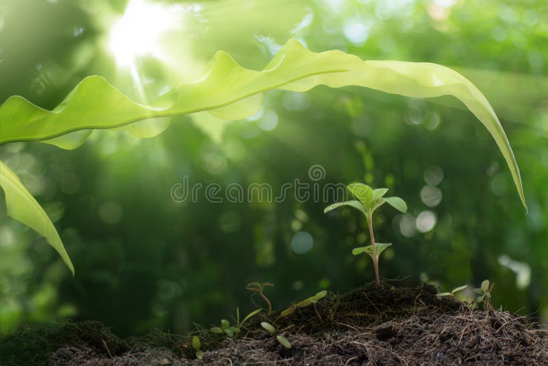 Young Plant Growing Under Long Leave with Sunrise in Forest Stock Photo ...