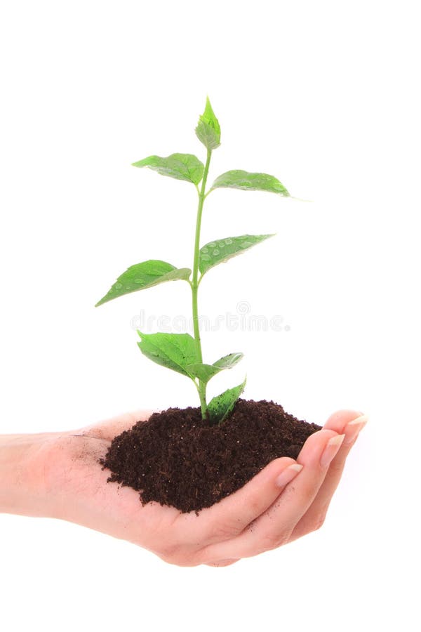 Hands holding green tree stock photo. Image of environment - 27509732