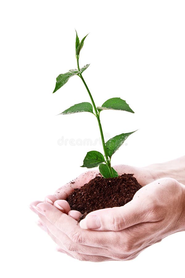 Young plant in hand stock photo. Image of cultivated - 12948620