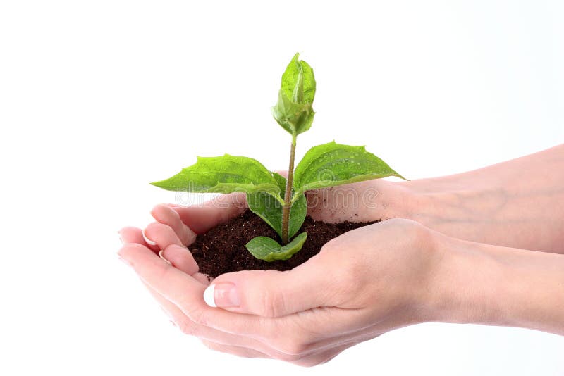 Young plant in hand stock image. Image of garden, botanical - 16661131