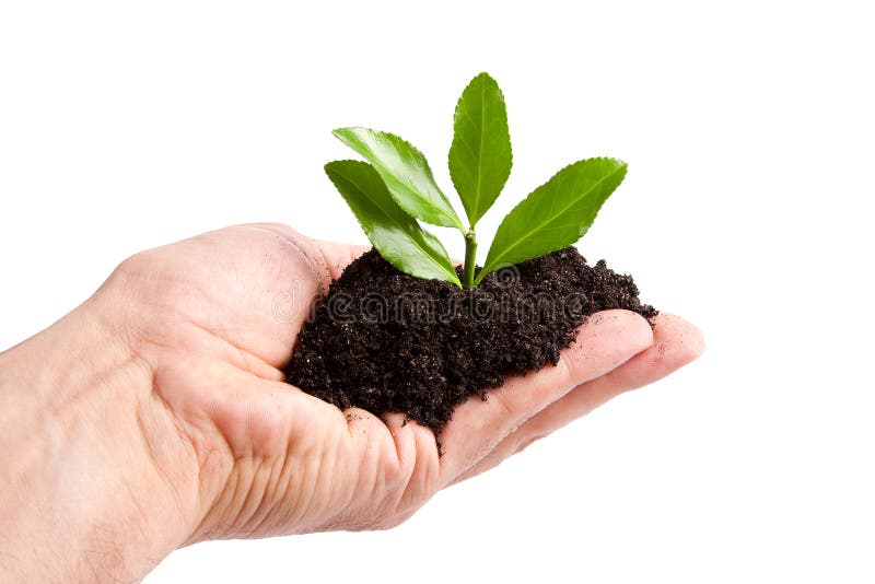 Young plant in hand stock image. Image of business, ideas - 25665907