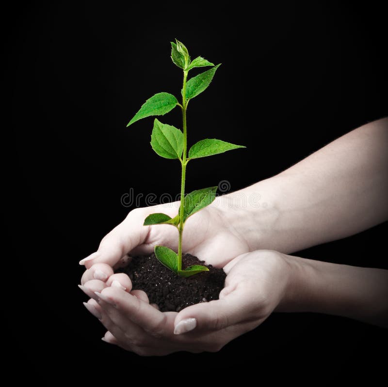 Plant in hand stock photo. Image of leaf, garden, metaphoric - 530764