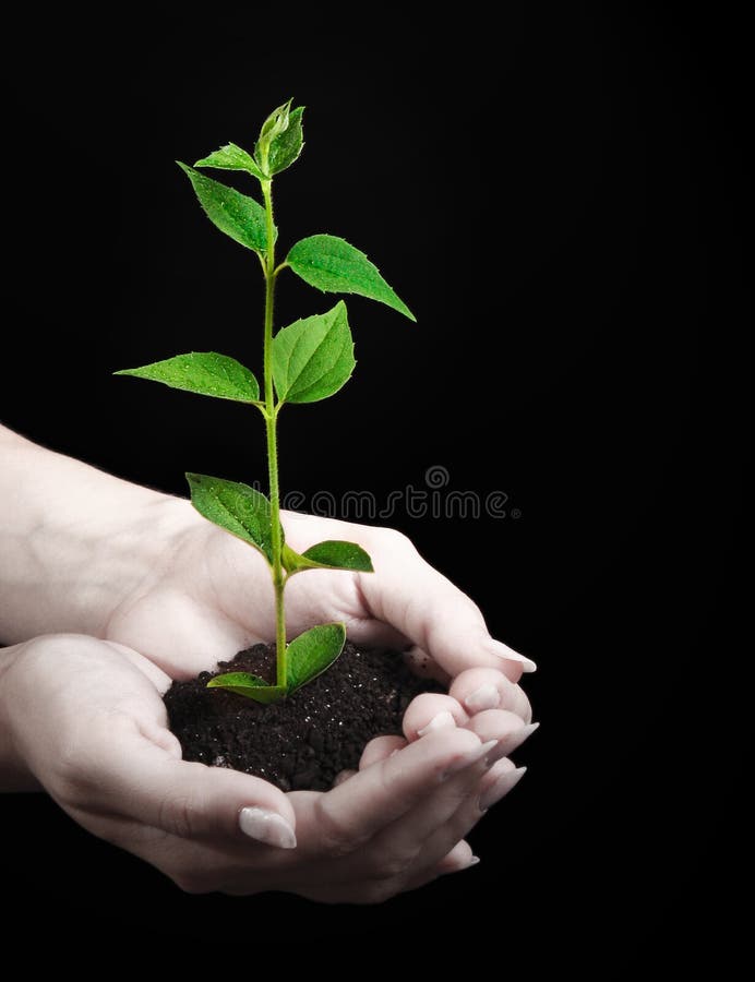 Hand Holding Plant stock photo. Image of growth, nourish - 2201472