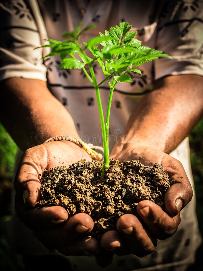 Young plant in hand stock photo. Image of farmer, concept - 46033812