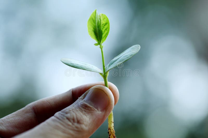 Young plant in hands stock image. Image of human, gardening - 52403745