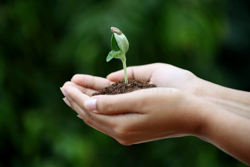 Young plant in hands stock image. Image of life, gardening - 52501937