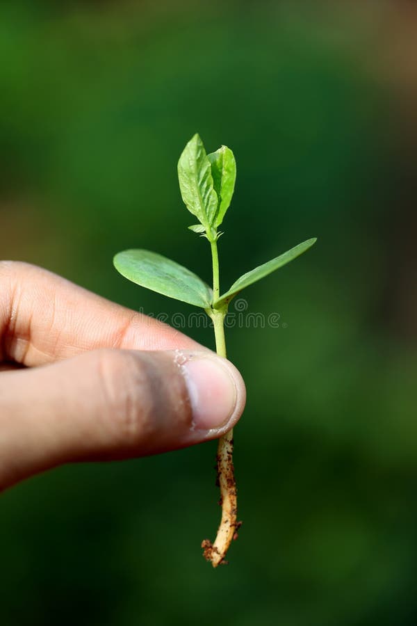 Young plant in hands stock image. Image of garden, development - 52514147