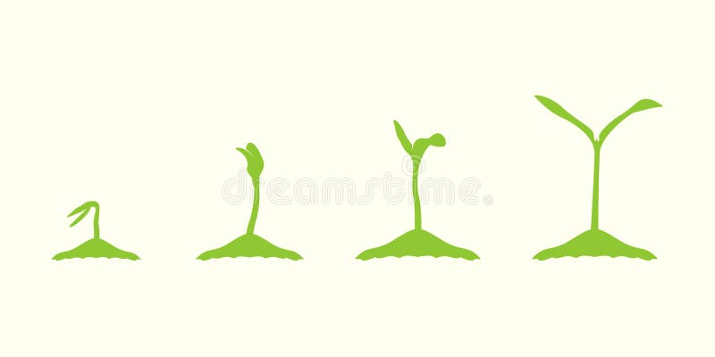 Young Plant Life Process, Tree Growing Agriculture Icons. Stock Vector ...