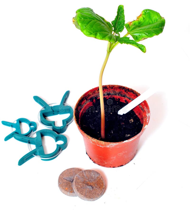 Young plant nature stock photo. Image of maintenance - 18113034