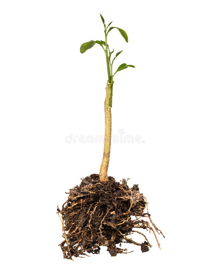 Plant with roots stock photo. Image of seedling, life - 36707948