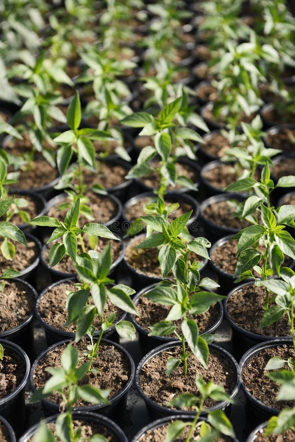 Young plant saplings stock photo. Image of pattern, pots - 52824324