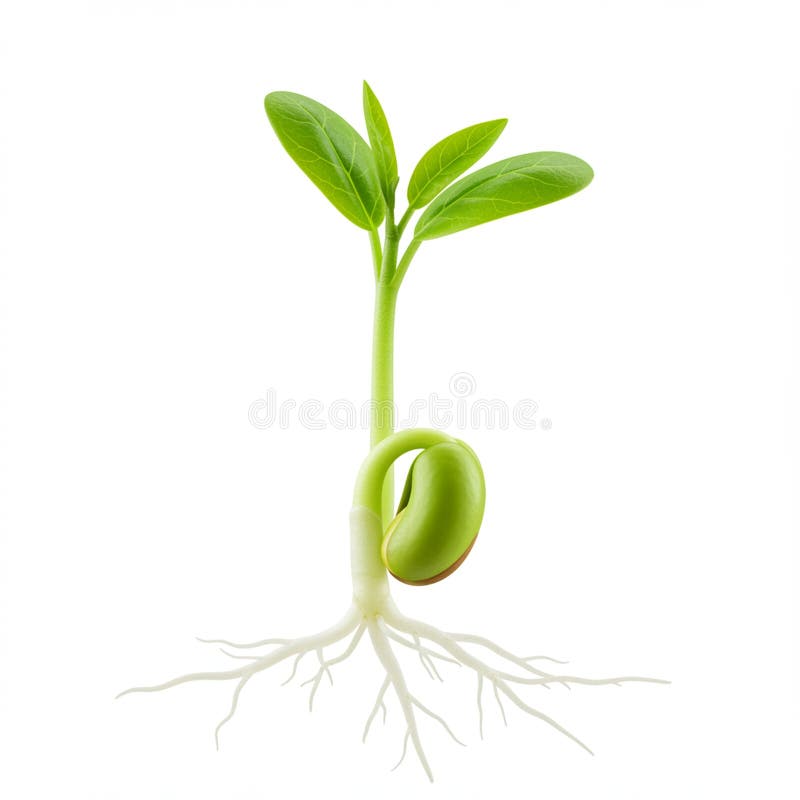 Young Plant Sprout with Green Leaves and a Single Seedling Emerging ...