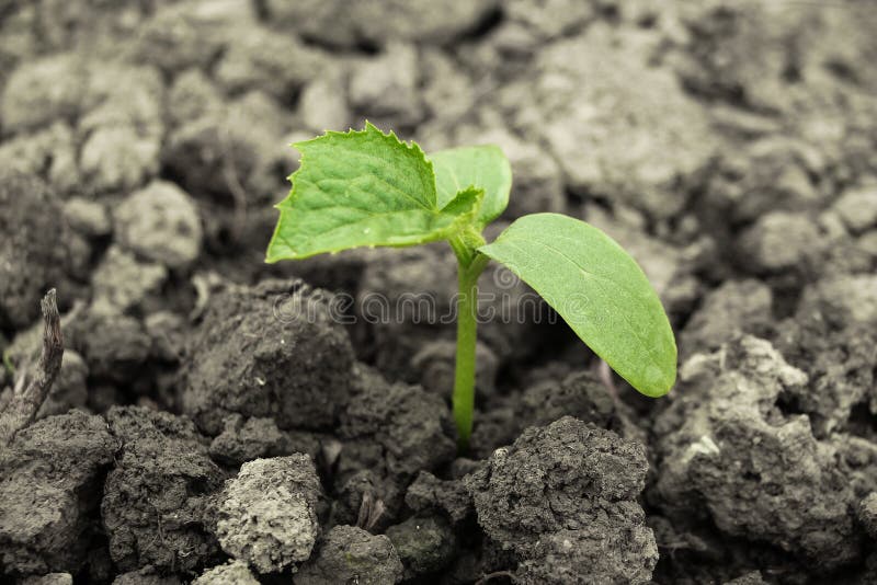Young plant stock photo. Image of outside, origins, land - 57335968