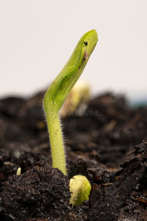 Young Plant Sprout Growing Out of Soil Stock Image - Image of food ...
