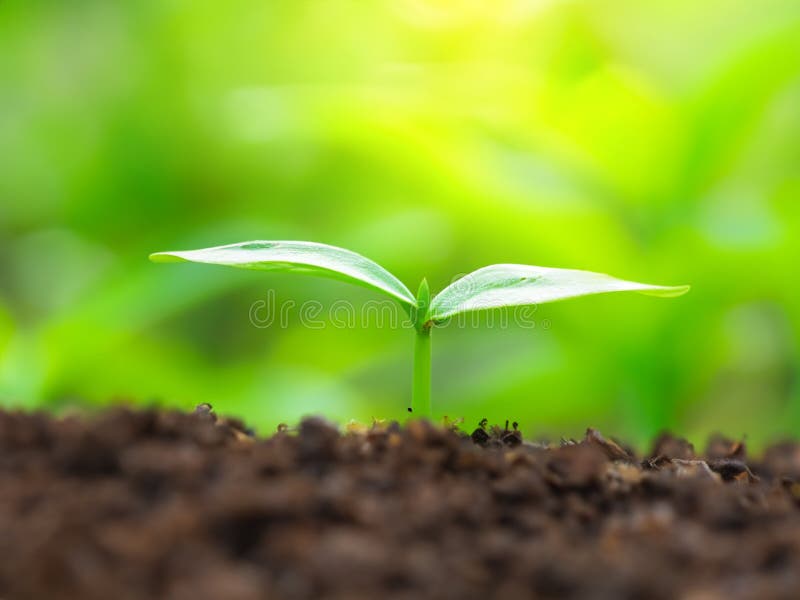 Young Plant Sprout Growing Up with Sunshine Stock Photo - Image of ...