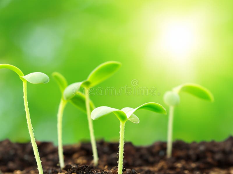 290 Young Plant Sprout Growing Up Sunshine Stock Photos - Free ...
