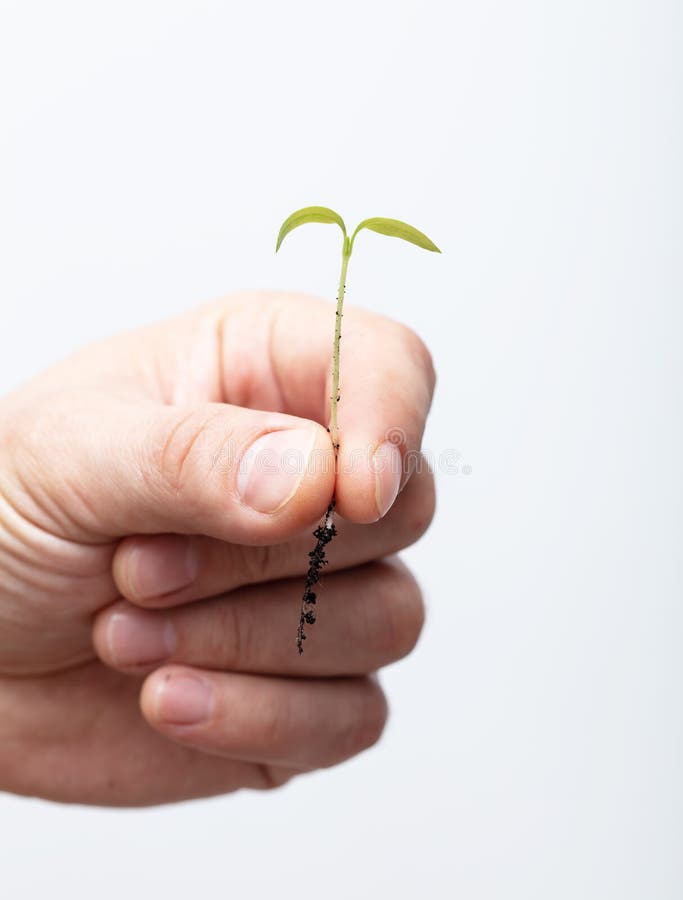 Plant Shoot Stock Photos - Download 26,135 Royalty Free Photos