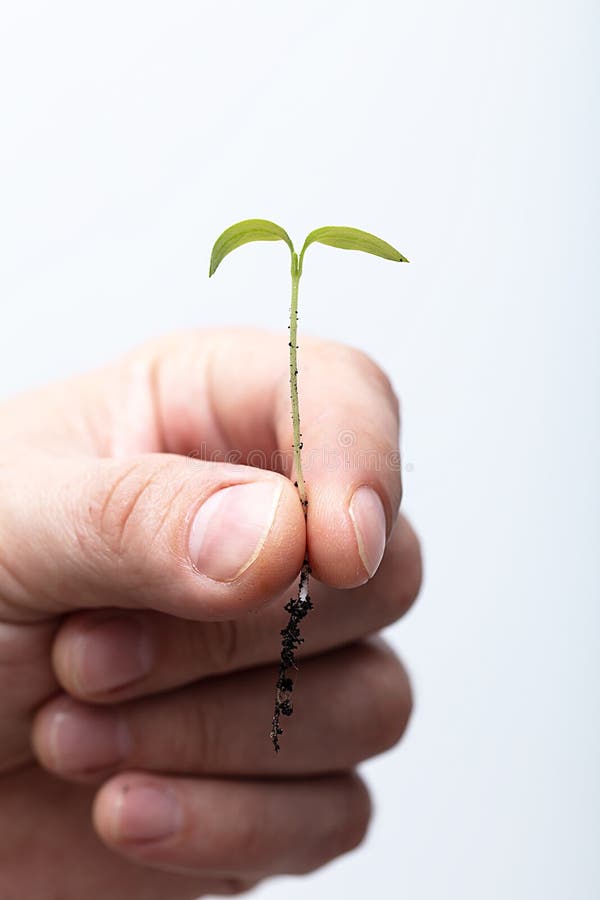 Young plant sprout in hand stock photo. Image of agronomy - 163361696