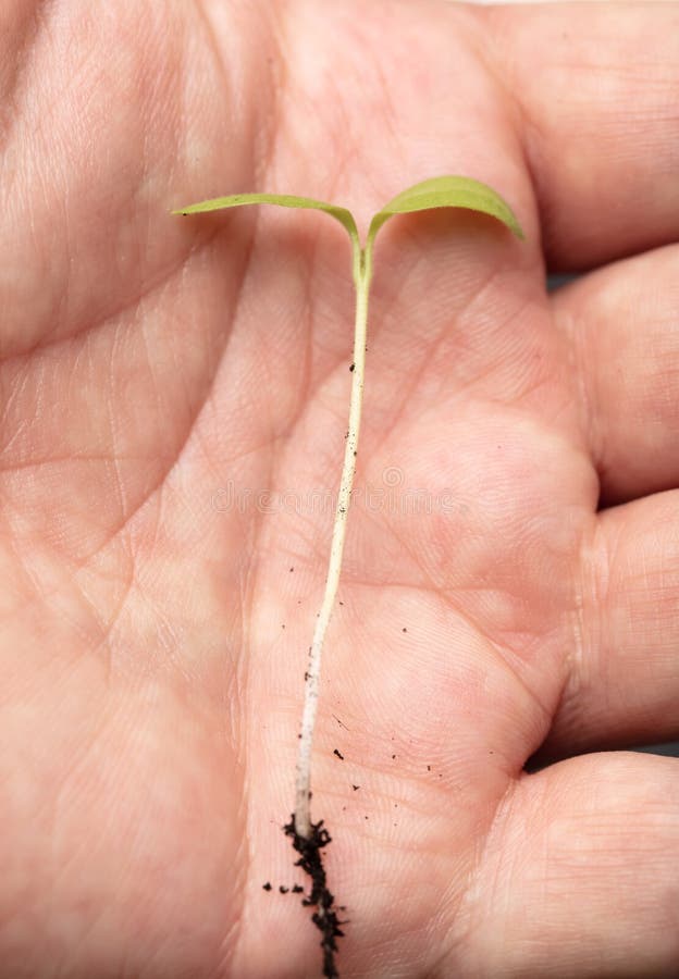 Young plant sprout in hand stock photo. Image of hand - 163363168
